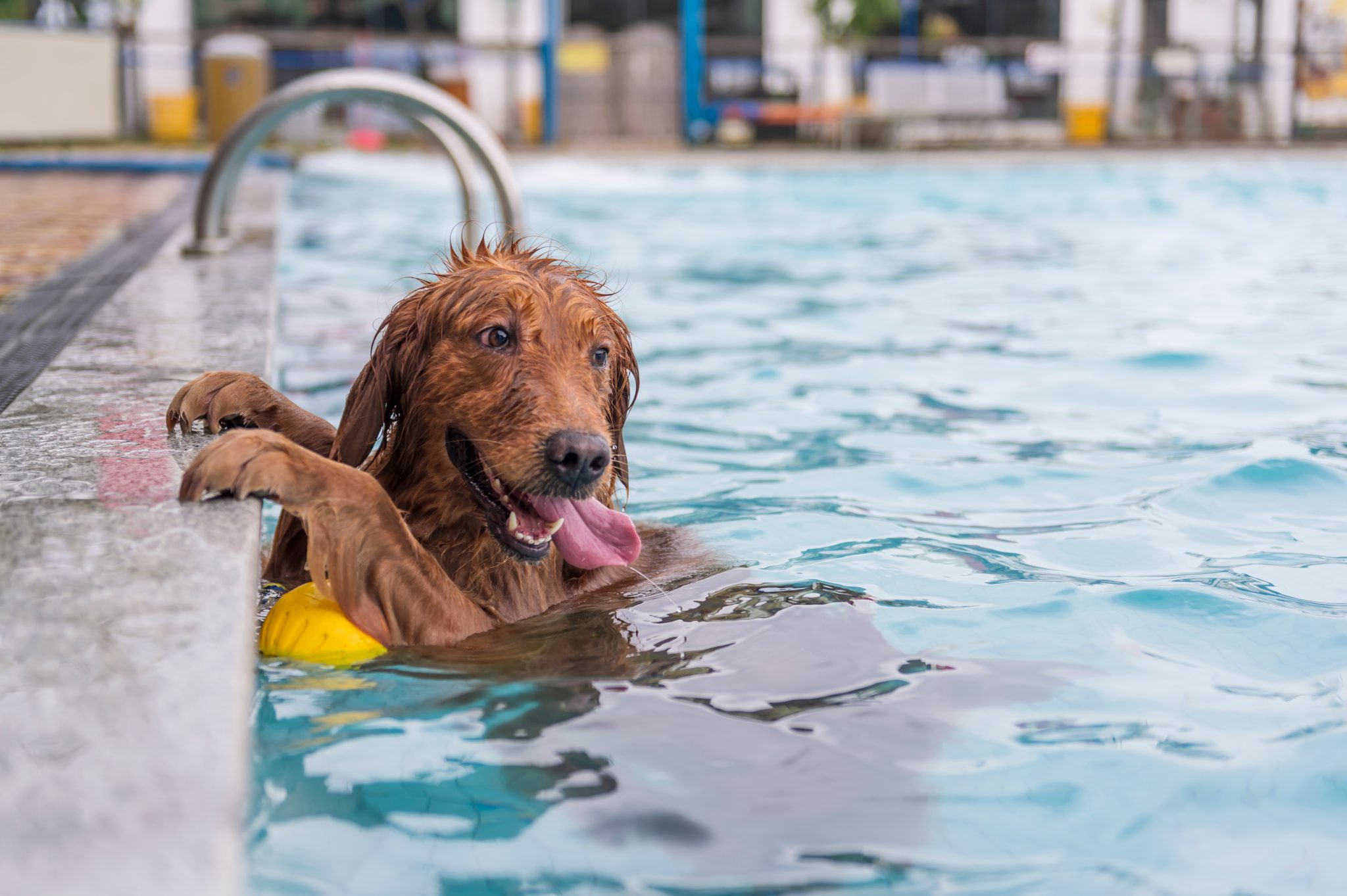 ¿Se puede enseñar a un perro a nadar? – Amitypetfood