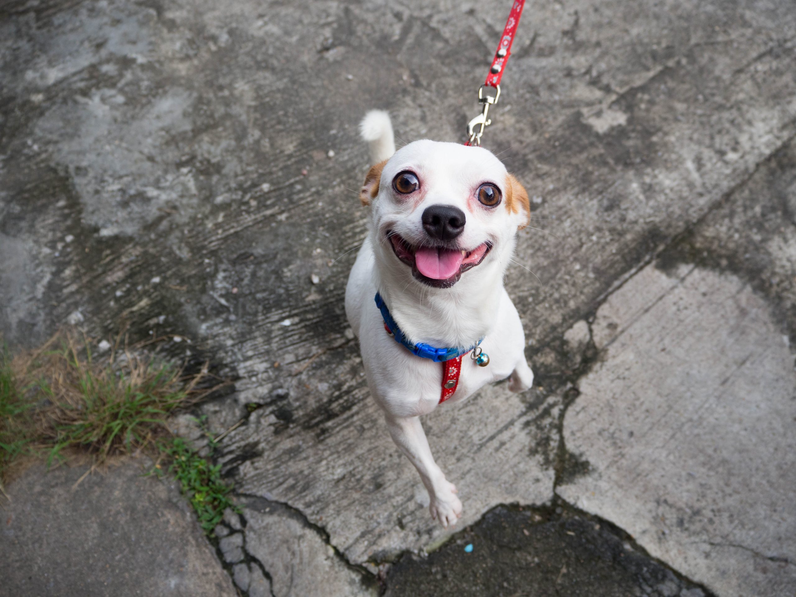 Consejos para pasear a tu perro – Amitypetfood